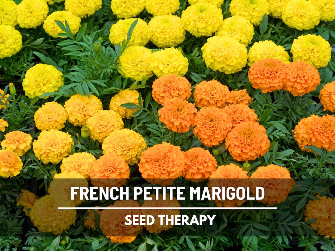 Petite French Marigold Seeds – Best Seller! Heirloom Flower, Compact ...