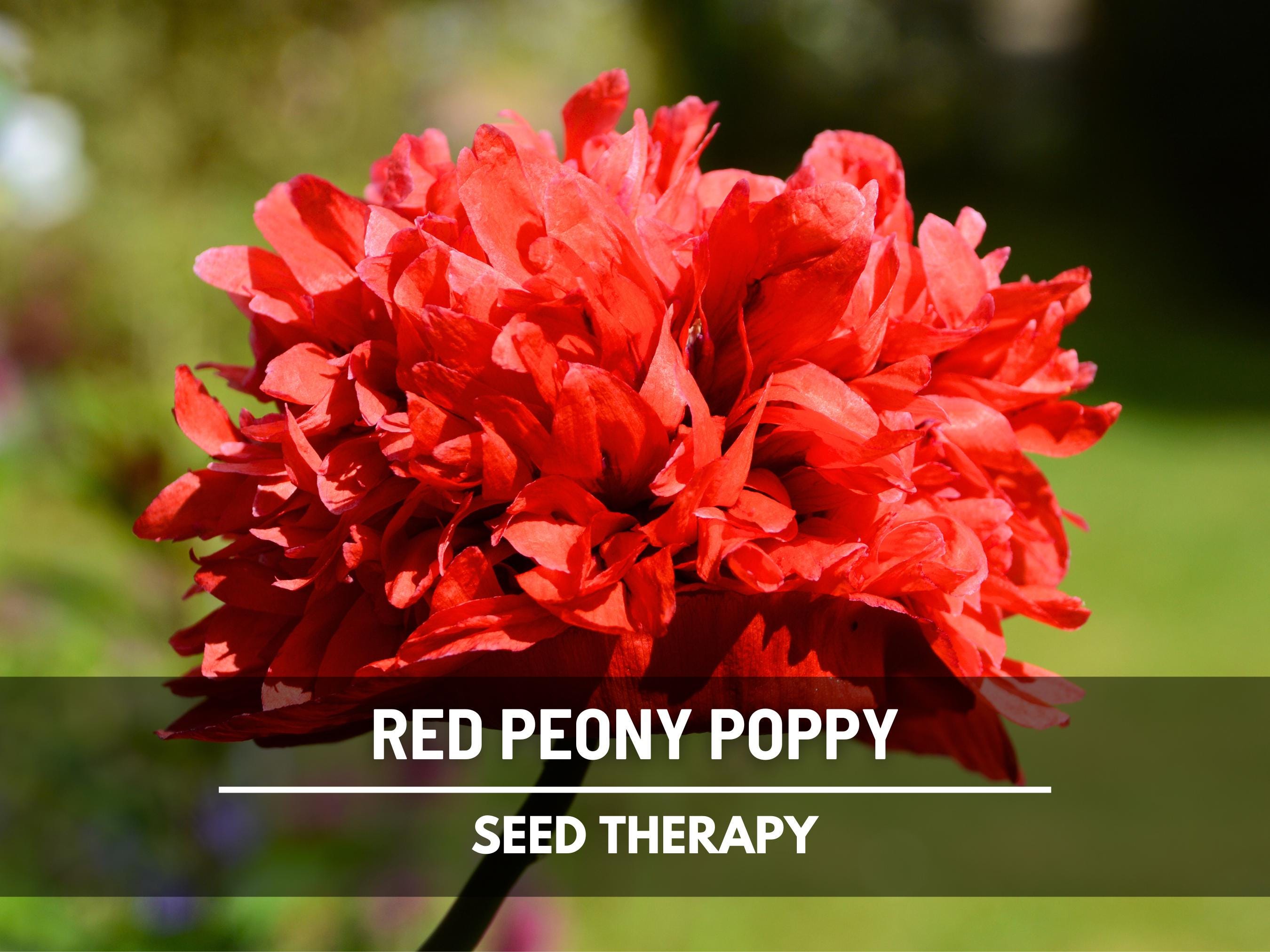 Peony Poppy Red Seeds – Heirloom Flower, Vibrant Red Blooms, Ruffled ...