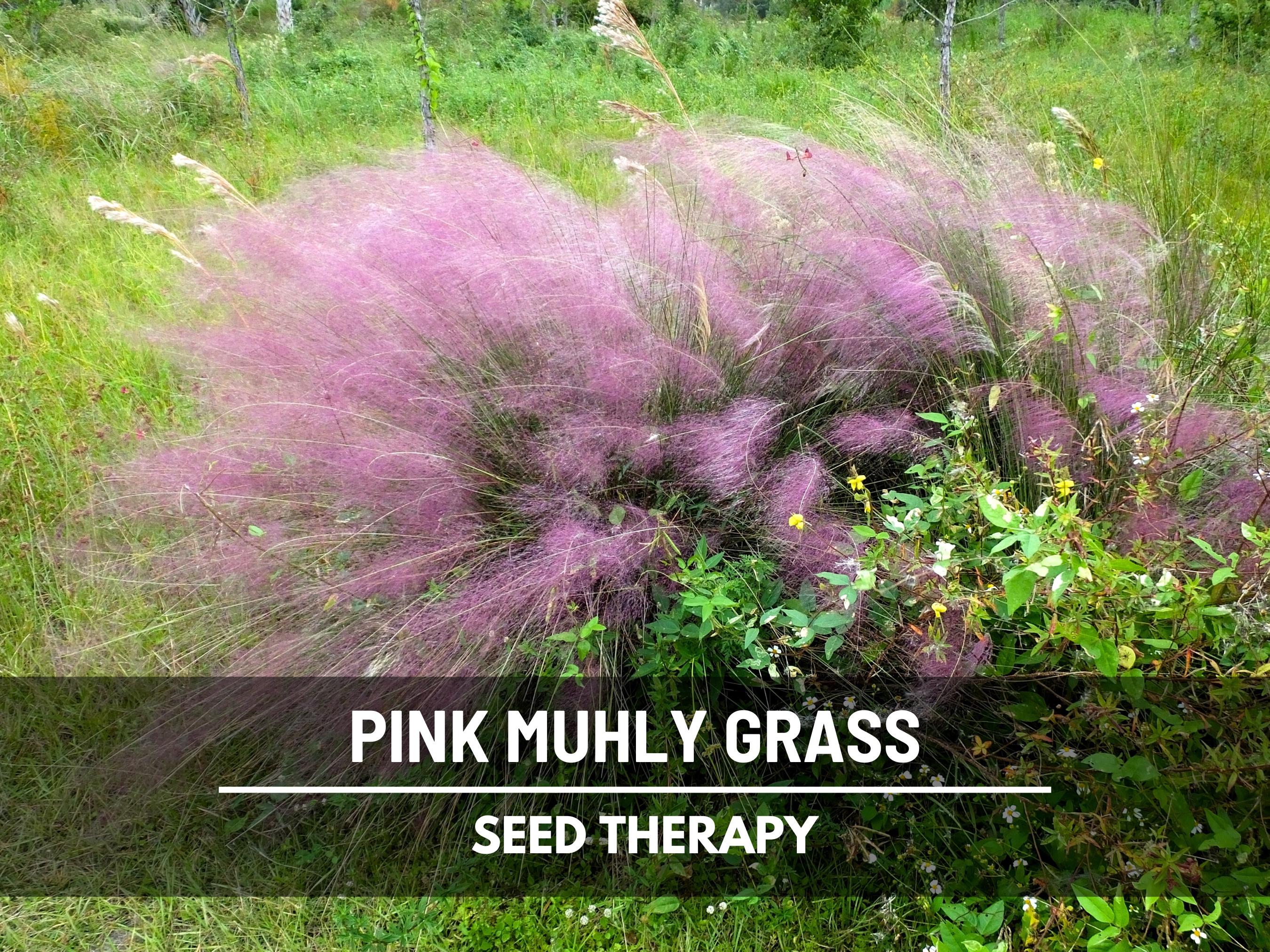 Pink Muhly Grass Seeds – Heirloom Ornamental, Drought Resistant & Easy ...