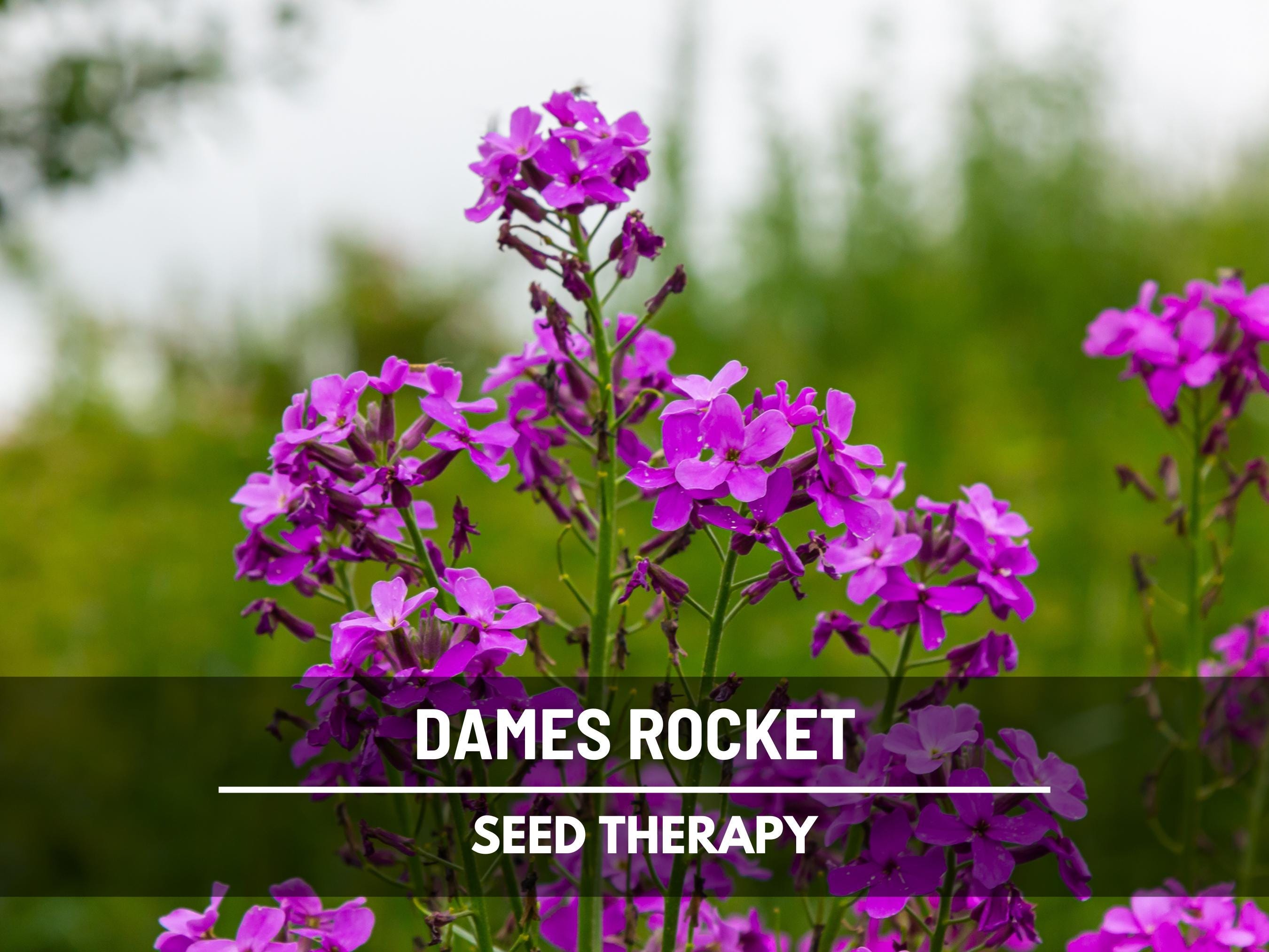 Dames Rocket Seeds – Heirloom Flower, Edible & Fragrant, Colorful ...