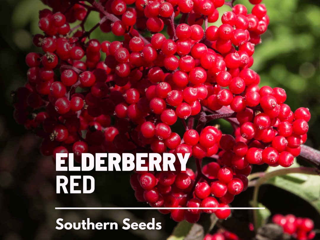Elderberry, Red - 50 Seeds - Heirloom Fruit - Open Pollinated - Non-gmo ...
