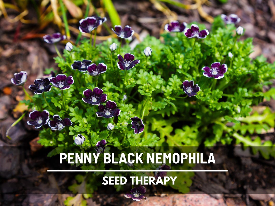 Penny Black Nemophila Seeds – Baby Black Eyes, Heirloom Flower, Fast ...