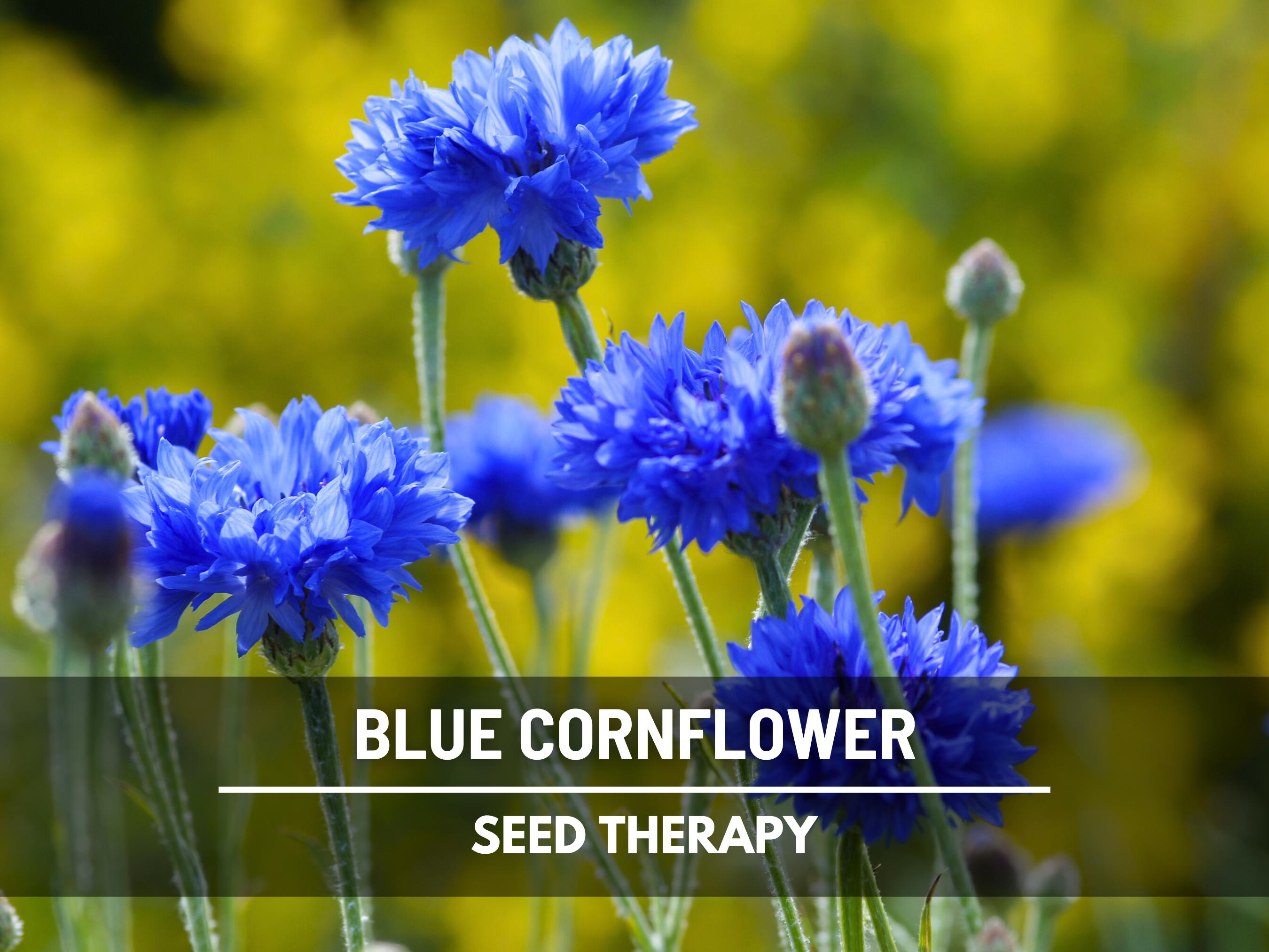 Blue Cornflower (bachelor’s Button) Seeds – Heirloom, Easy to Grow Tall ...