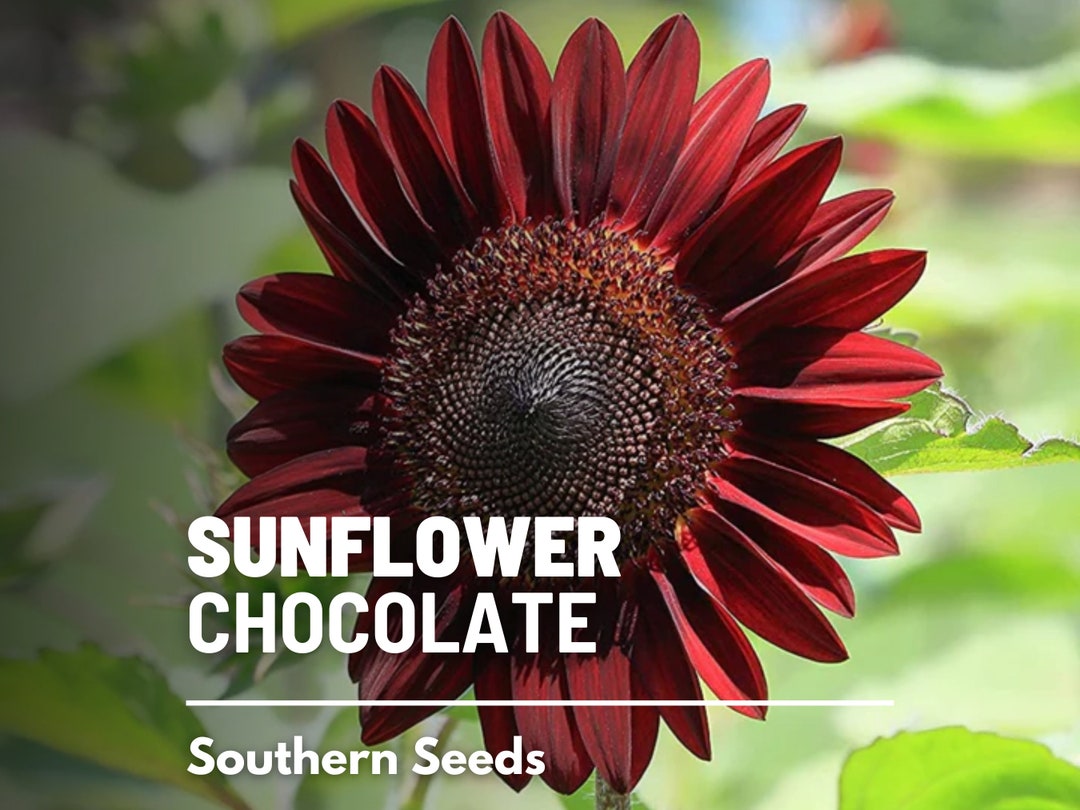 Sunflower, Chocolate - 25 Seeds - Heirloom Flower, Deep Chocolate Brown ...