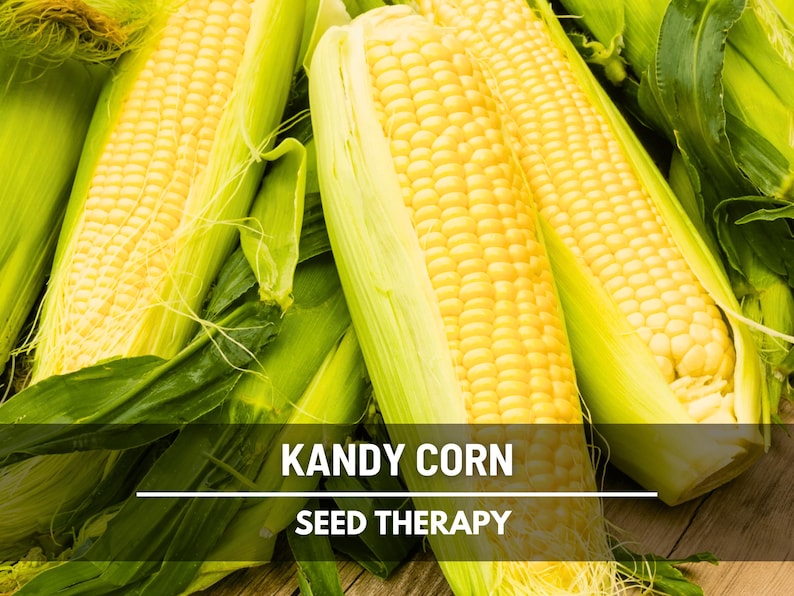 Kandy Korn Sweet Corn Seeds – Hybrid Vegetable, Non-gmo & Early ...