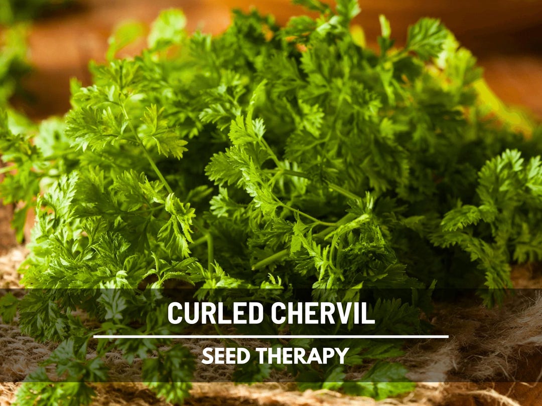 Curled Chervil Seeds – Heirloom French Parsley Herb, GMO Free Culinary ...