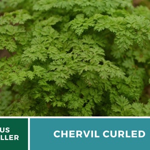Curled Chervil Seeds – Heirloom French Parsley Herb, GMO Free Culinary ...