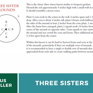 Three Sisters Seed Collection – Native American Farming Trio, Corn ...