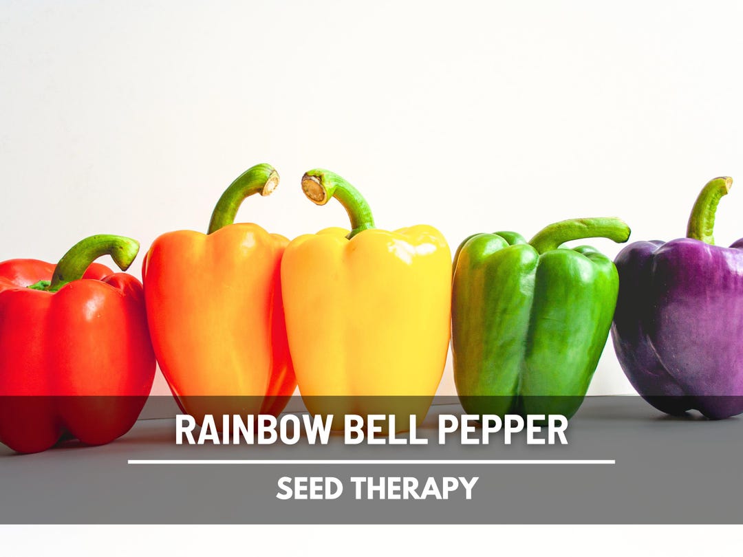 Rainbow Bell Pepper Seeds - Heirloom, Non-gmo Sweet Peppers (25 Seeds ...
