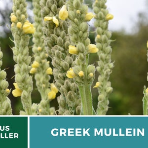 Mullein, Greek - 100 Seeds - Heirloom Herb - Impressive and Robust ...