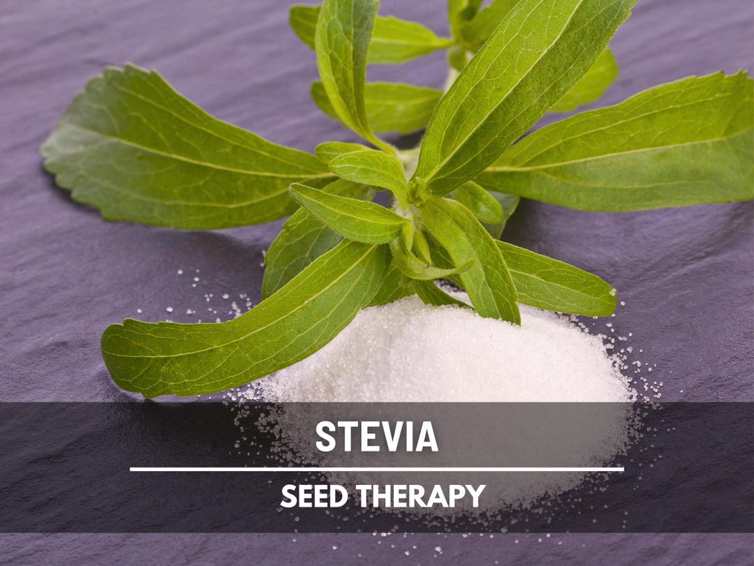 Stevia Seeds (sugar Leaf) – Heirloom Herb, Natural Sweetener, Sugar ...