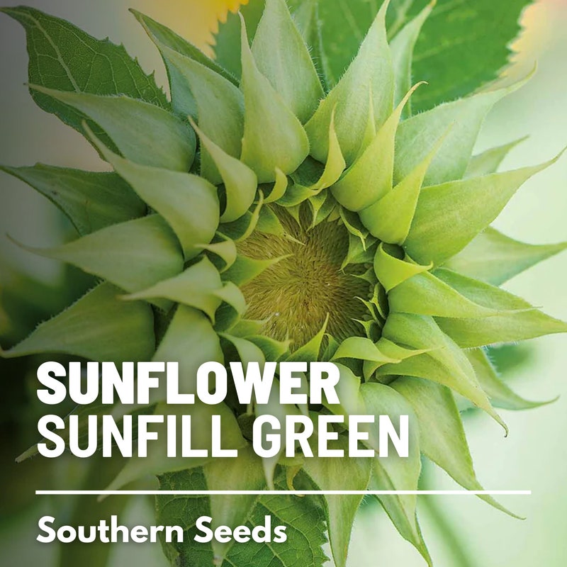 Sunflower Packets - Etsy