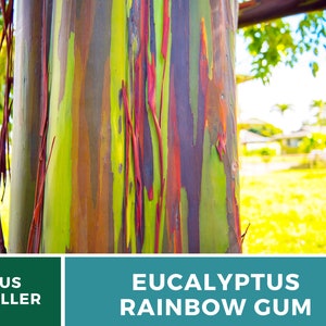 Rainbow Eucalyptus Tree Seeds – Heirloom Colorful Bark, Ornamental ...