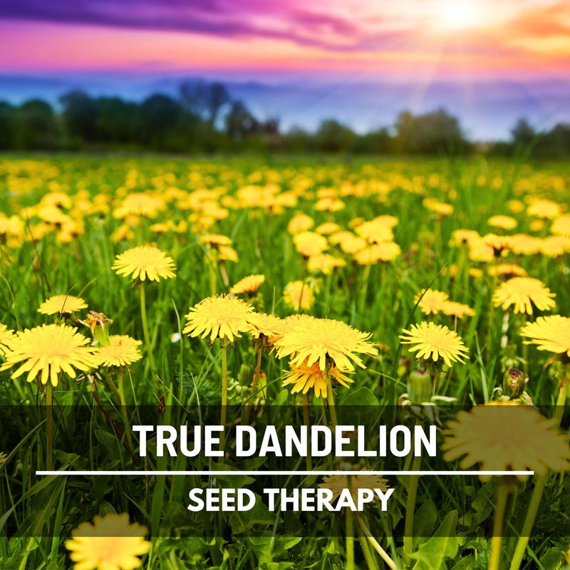 50 Medicinal Herbs - Etsy