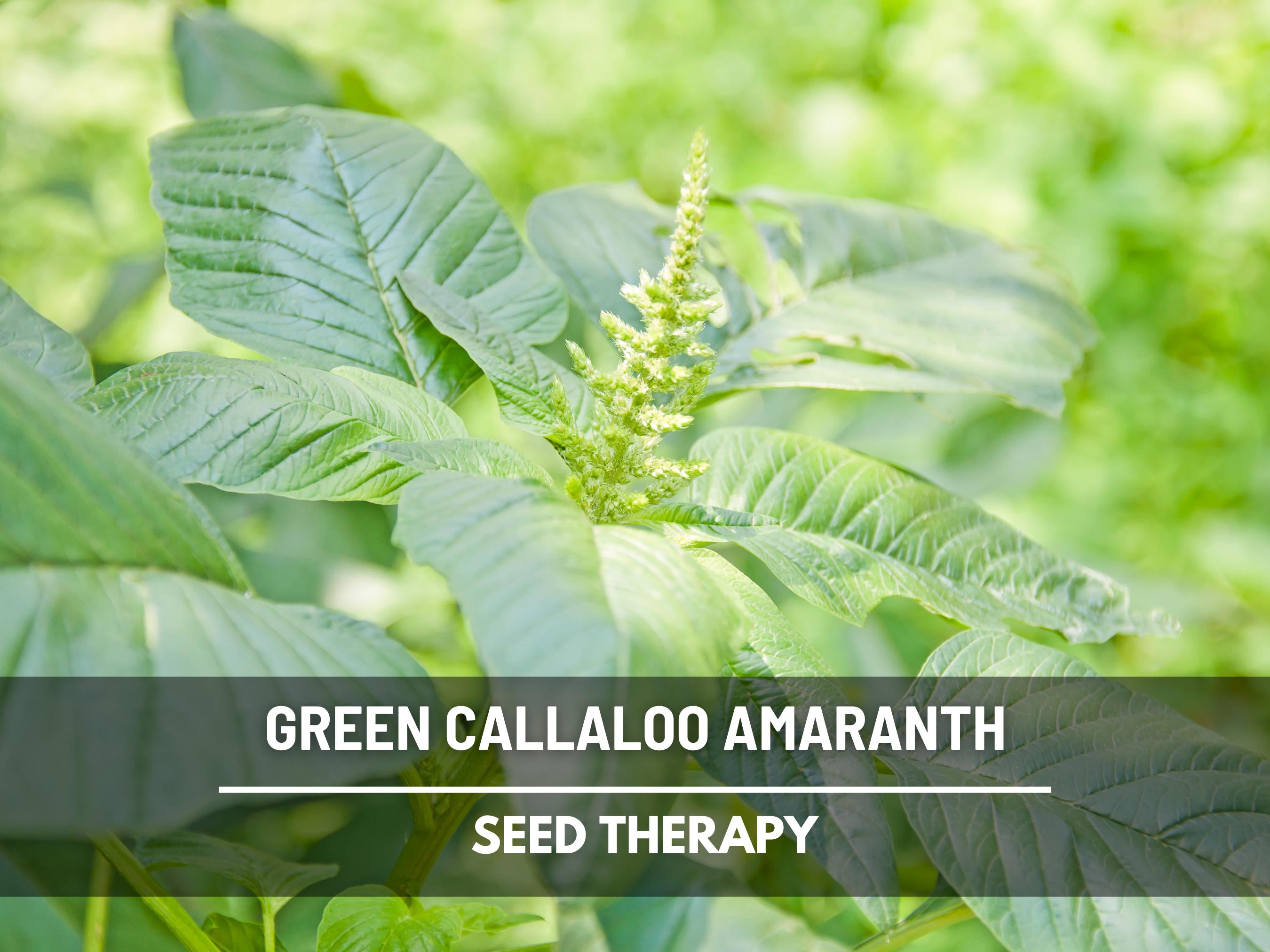Green Callaloo Amaranth Seeds – Heirloom Greens, Fast-growing & Spinach ...