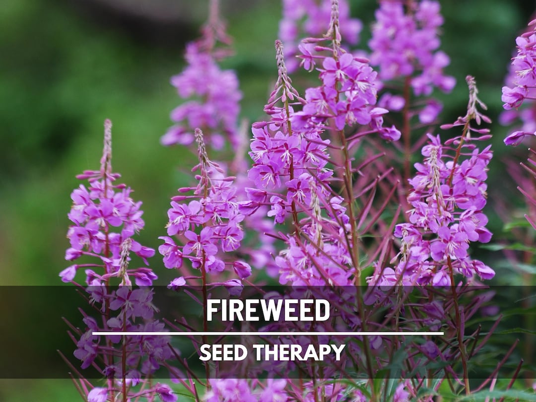 Fireweed Seeds (willowherb) – Heirloom Flower, US Native Wildflower ...