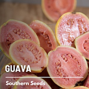 Guava Seeds – Heirloom, Exotic & Sweet Fruit Tree, Evergreen Shrub ...