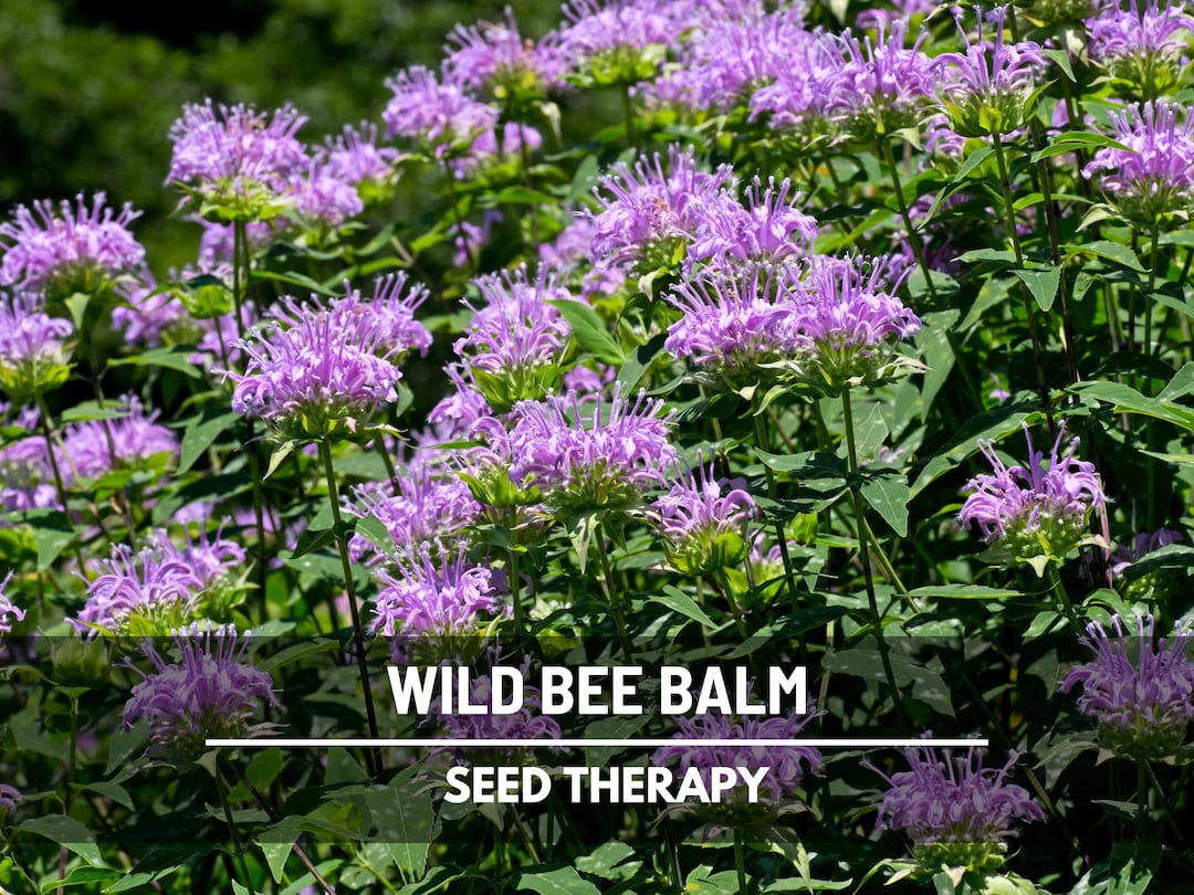 Wild Bee Balm Seeds (100), Edible Flowers With a Spicy Bergamot Scent ...
