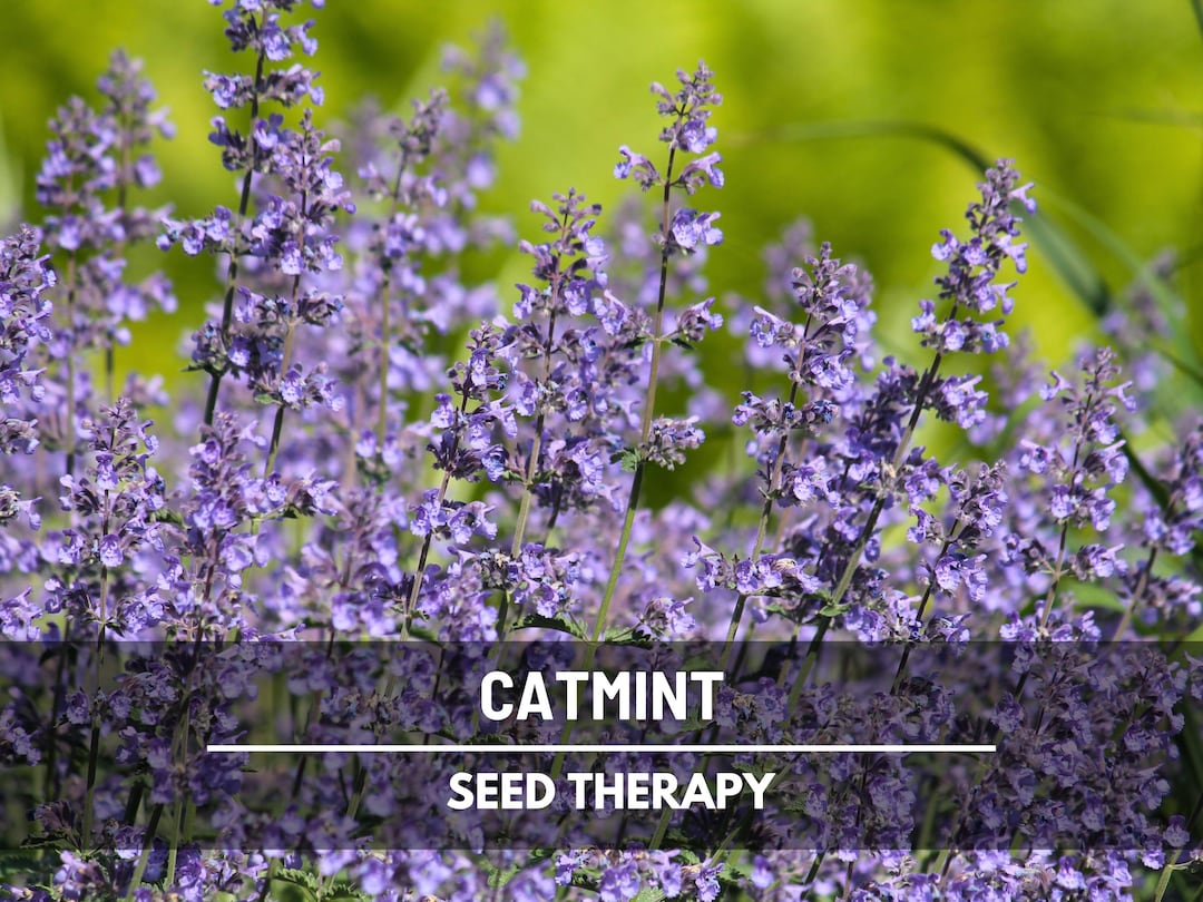 Catmint Seeds – Heirloom Medicinal & Culinary Herb, Non‑gmo and Easy to ...