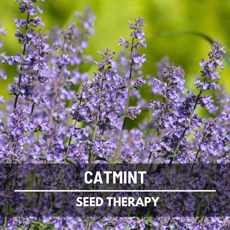 Catmint Plant - Etsy