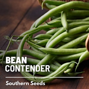 Contender Bean Seeds (30), Early, Productive Stringless Bush Bean ...