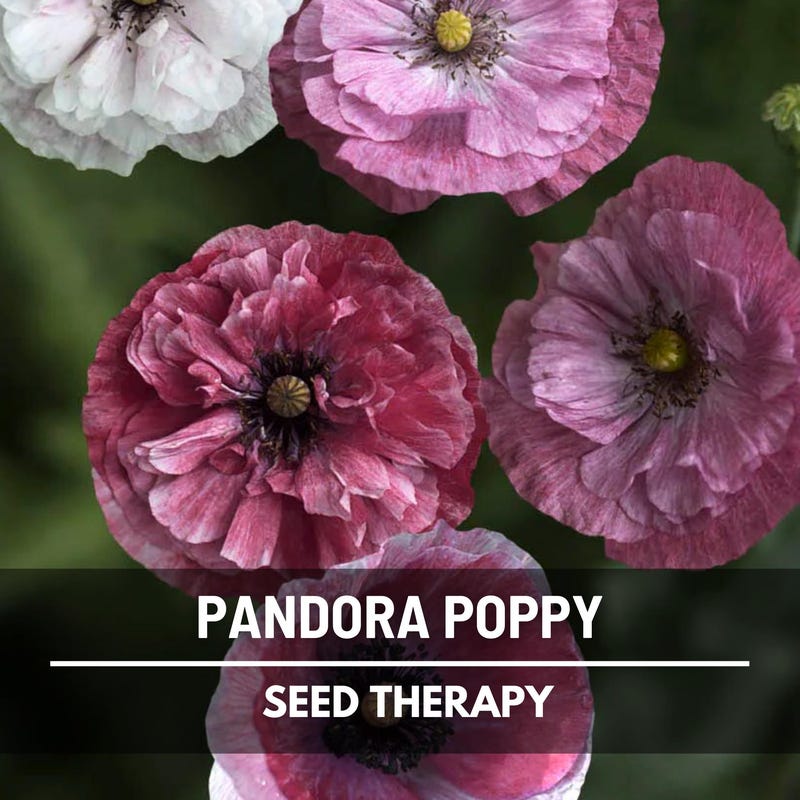 Poppy Arrangement - Etsy