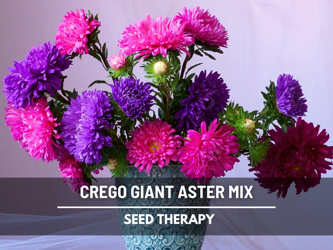 Crego Giant Mix Aster Seeds – Heirloom, Large Ruffled Double Blooms ...