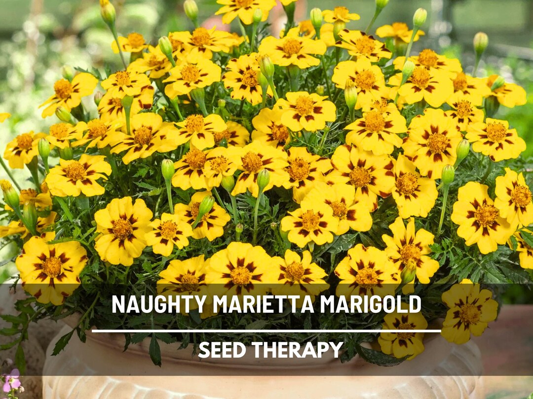 Naughty Marietta Marigold Seeds (french) – Heirloom Flower, Vibrant ...