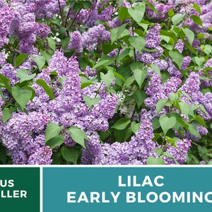 Early Blooming Lilac Seeds – Heirloom Shrub, Fragrant and Beautiful ...