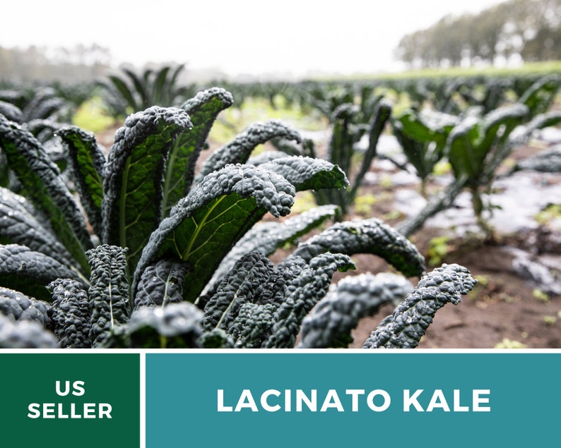 Lacinato Kale Seeds – Heirloom Dinosaur Kale, Italian Vegetable (250 ...