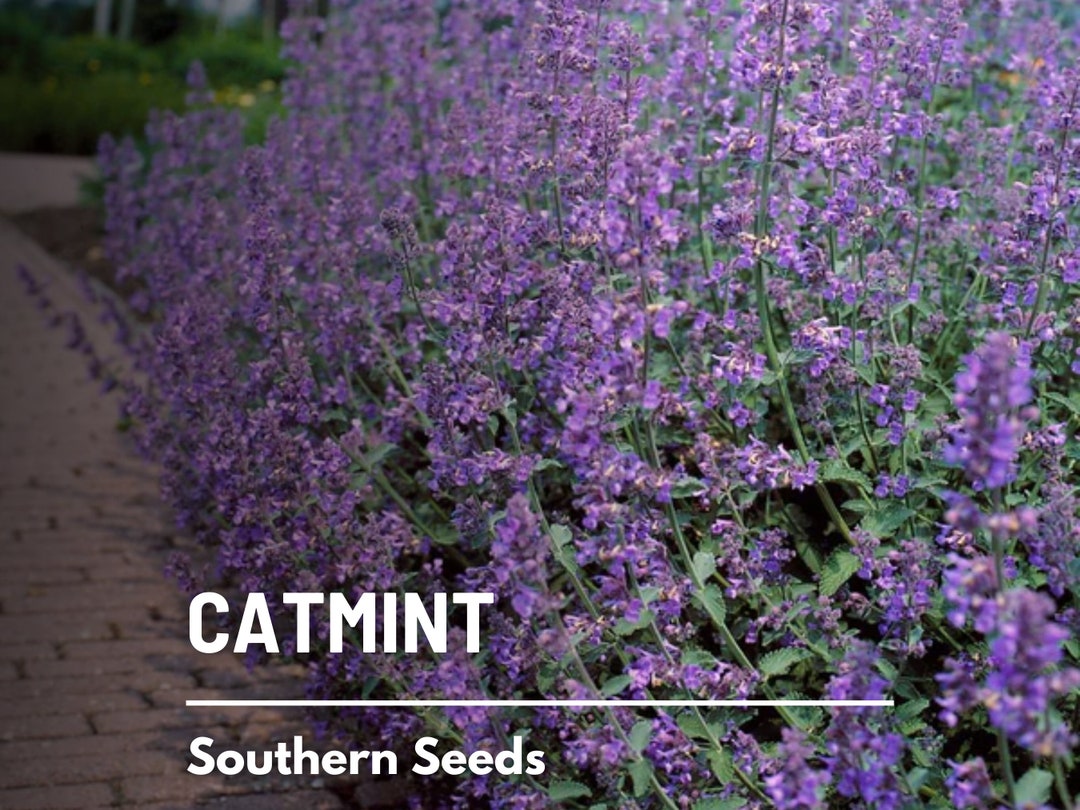 Catmint - 100 Seeds - Heirloom Medicinal & Culinary Herb - Non-gmo ...