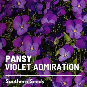 Violet Admiration Viola Seeds – Heirloom Horned Viola, Deep Purple ...