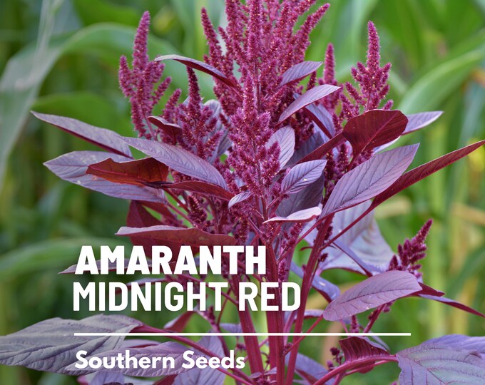 Red Amaranth - Etsy