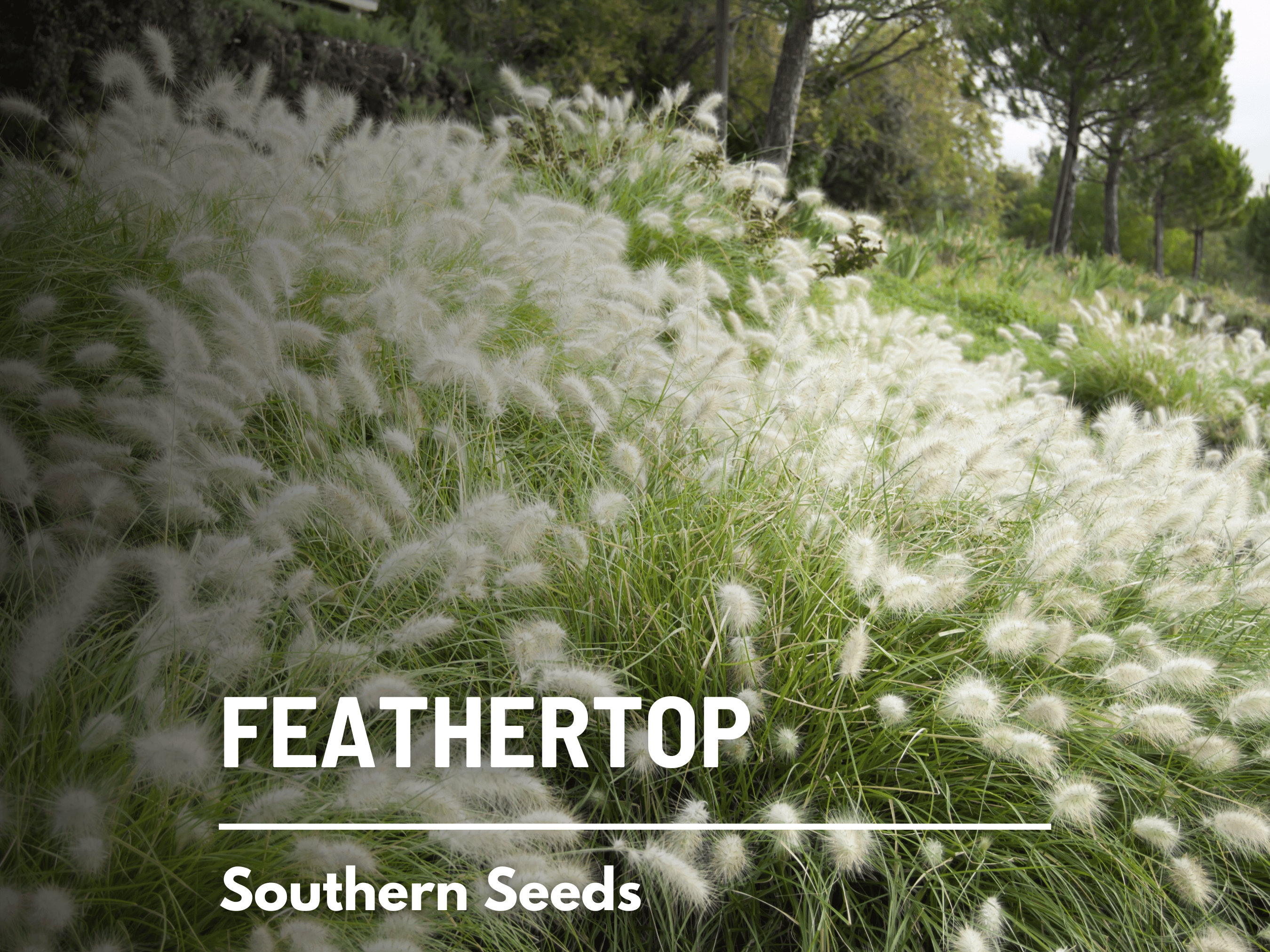 Feather Top Grass