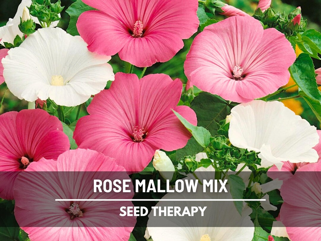 Rose Mallow, Mix - 50 Seeds - Heirloom Flower - Pink, Red, and White ...