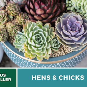 Hens & Chicks, Cactus Mix - 30 Seeds - Heirloom Succulent - Drought ...