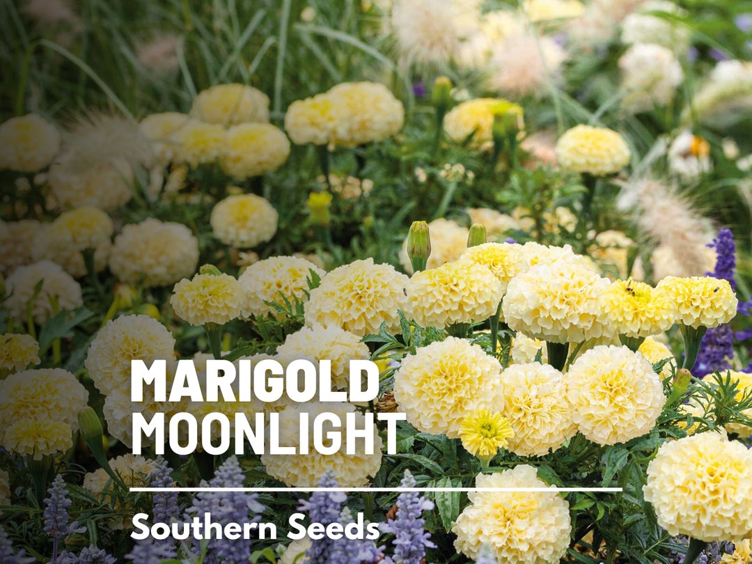 Marigold African, Moonlight - 50 Seeds - Heirloom Flower - Creamy White ...
