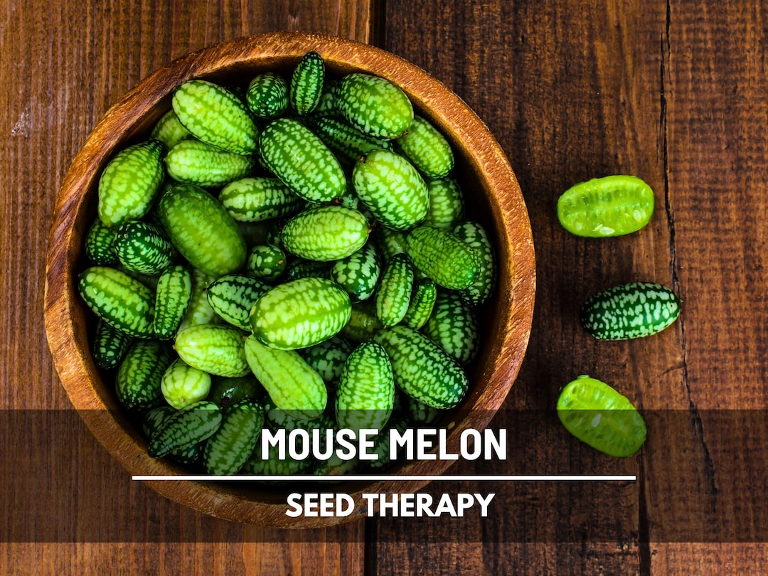 Mouse Melon Seeds – Cucamelon, Mexican Sour Gherkin, Heirloom Fruit for ...