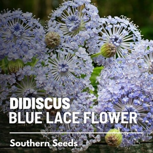 Blue Lace Flower Seeds (didiscus) – Heirloom, Great for Cut Flowers ...