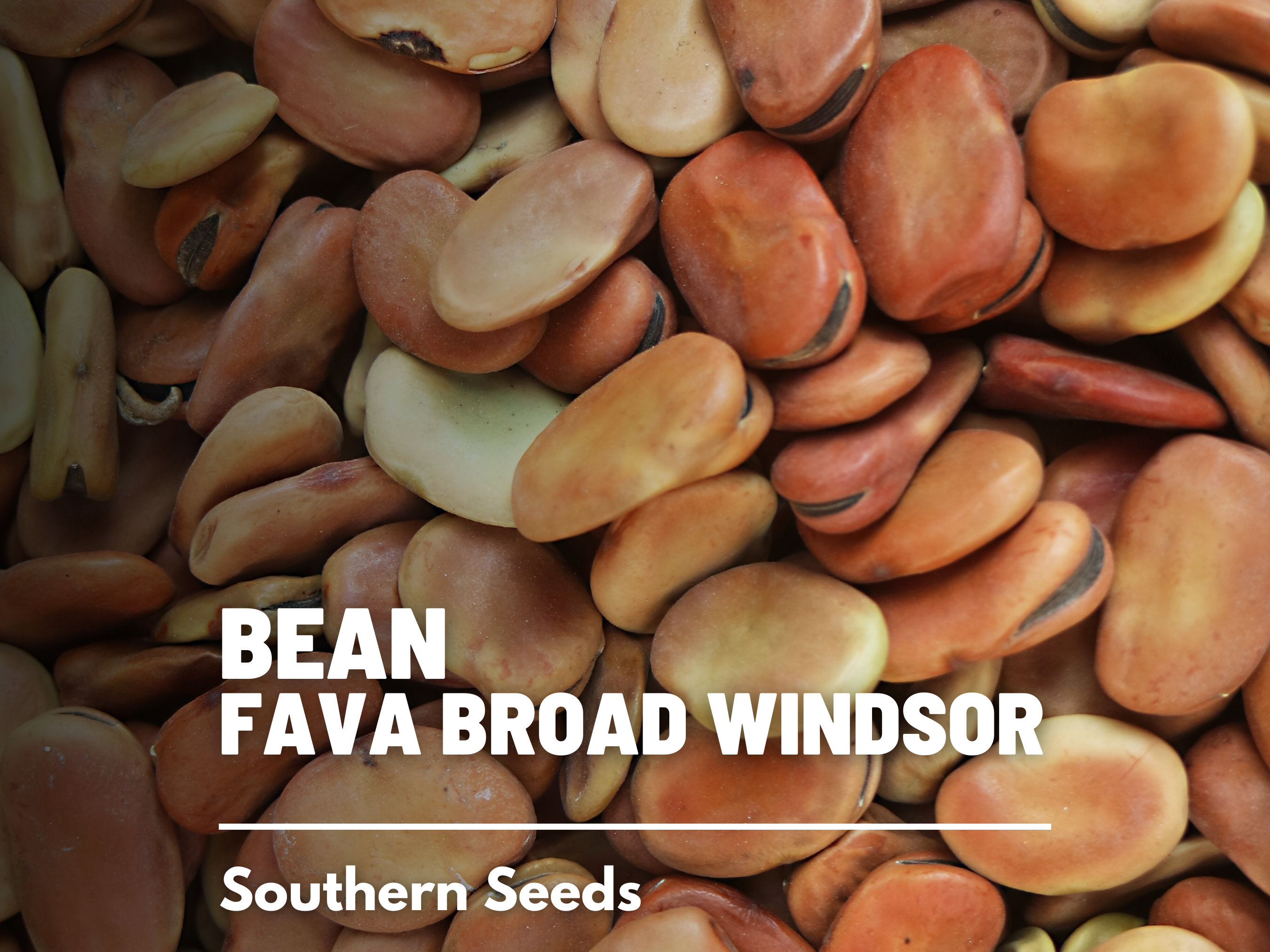 Broad Windsor Fava Bean Seeds – Heirloom, Hardy Edible Beans, Garden ...