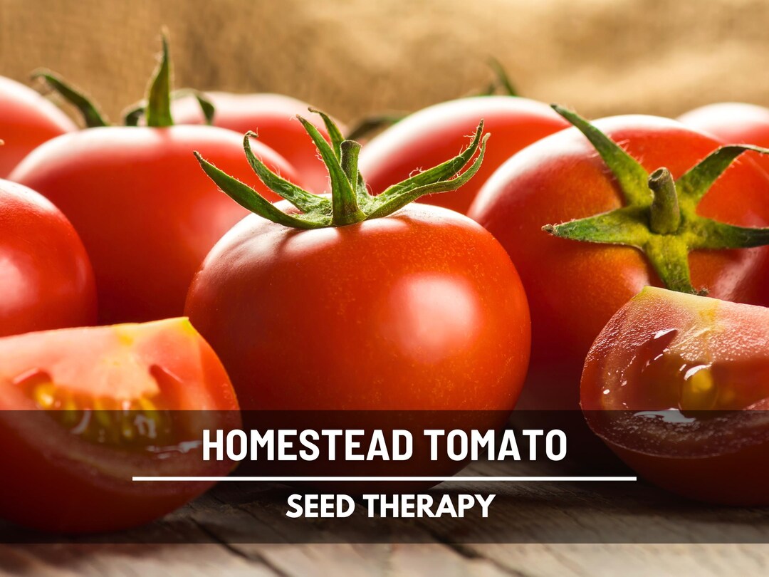 Homestead Tomato Seeds – Heirloom, Medium-large Fruit, Crack Resistant ...
