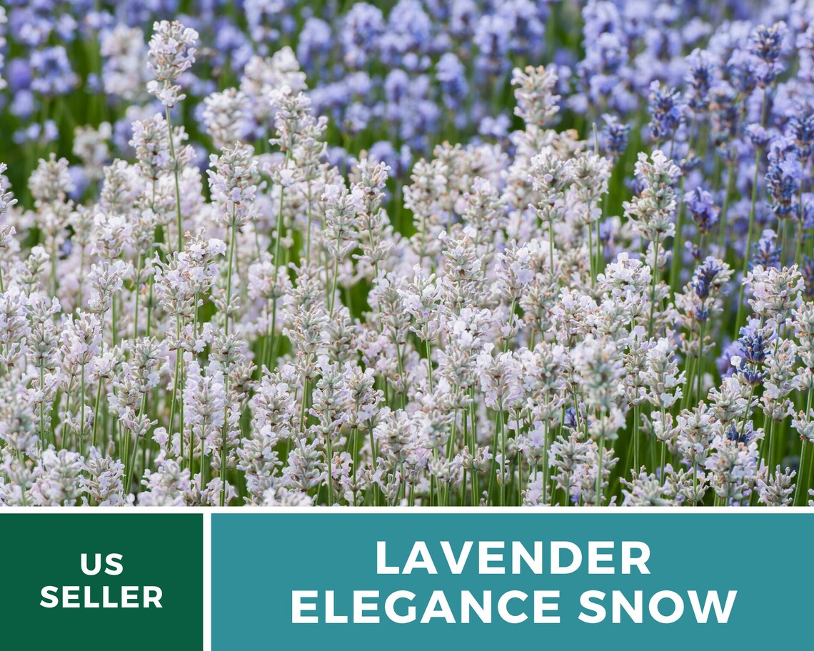 Lavender Elegance Snow 20 Seeds Fragrant Herb Blooms | Etsy