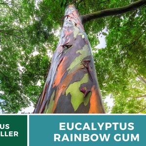 Rainbow Eucalyptus Tree Seeds – Heirloom Colorful Bark, Ornamental ...