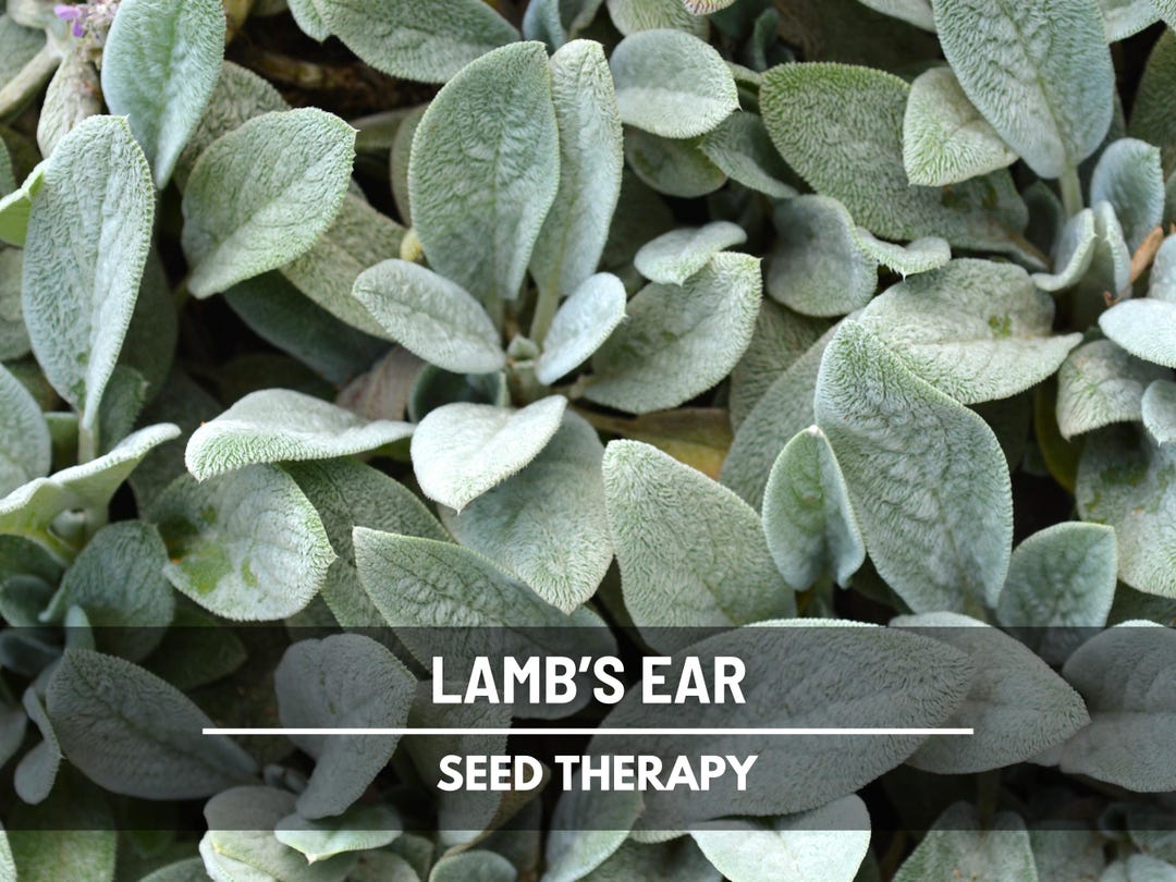 Lamb's Ear Seeds – Heirloom, Silvery Velvet Groundcover (50 Seeds) - Etsy