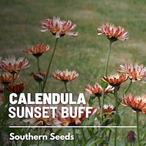 Sunset Buff Calendula Seeds – Heirloom Medicinal Flower With Apricot ...