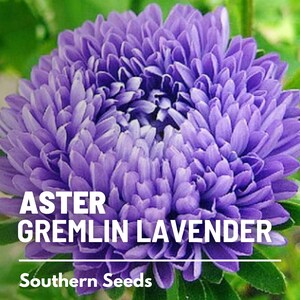 Aster, Gremlin Lavender (tall Double) - 50 Seeds - Heirloom Flower ...