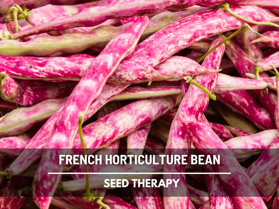French Horticulture Bean Seeds (30), Heirloom With Striking Red ...