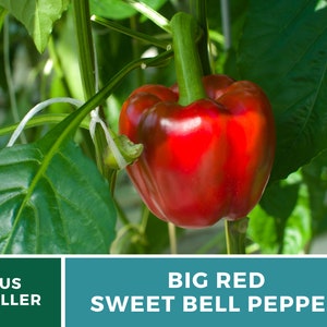 Big Red Sweet Bell Pepper Seeds – Heirloom, Open Pollinated, Non-gmo ...