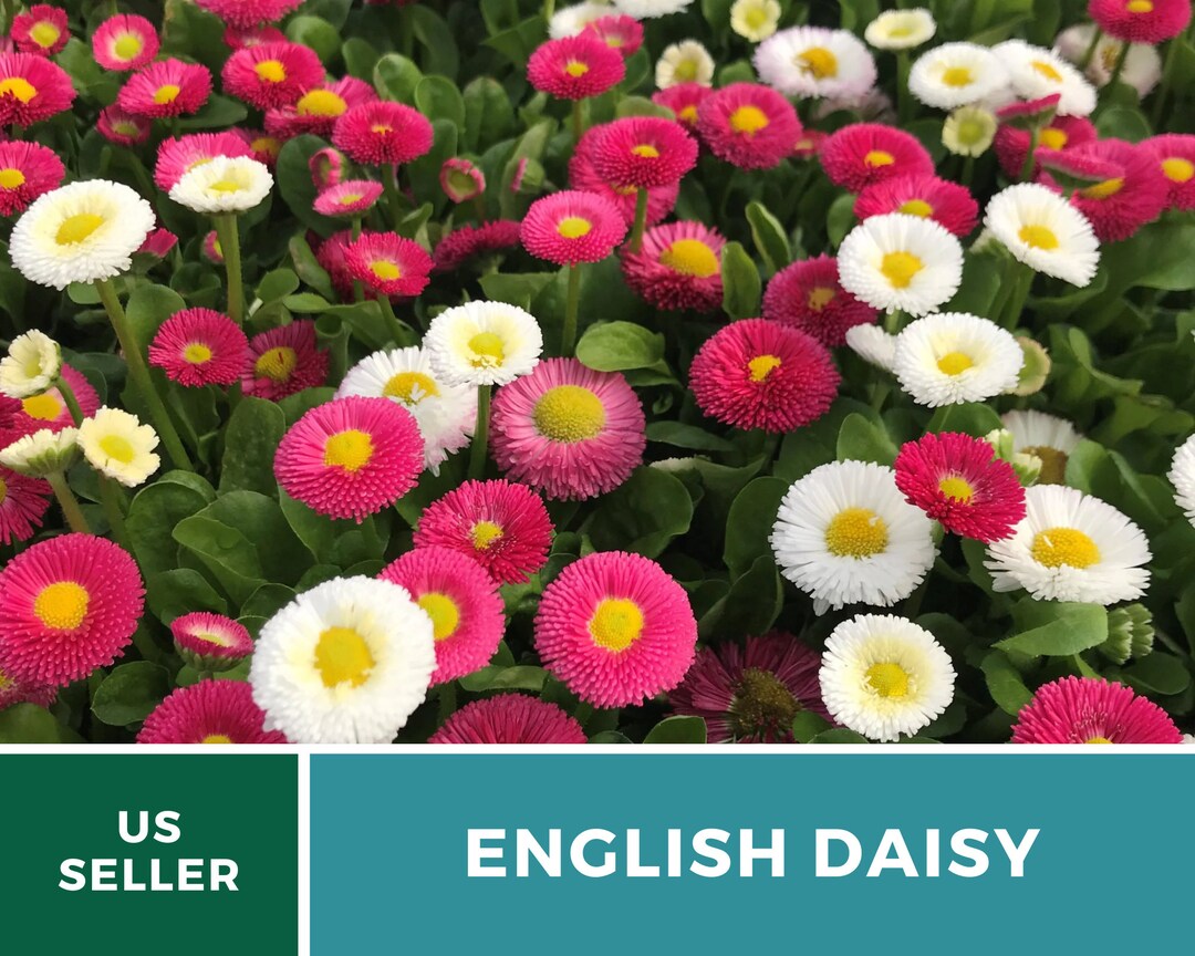 Daisy English super Enorma Mix Seeds Heirloom Flower - Etsy