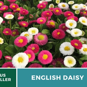 Daisy, English (super Enorma Mix) - 100 Seeds - Heirloom Flower - Large ...